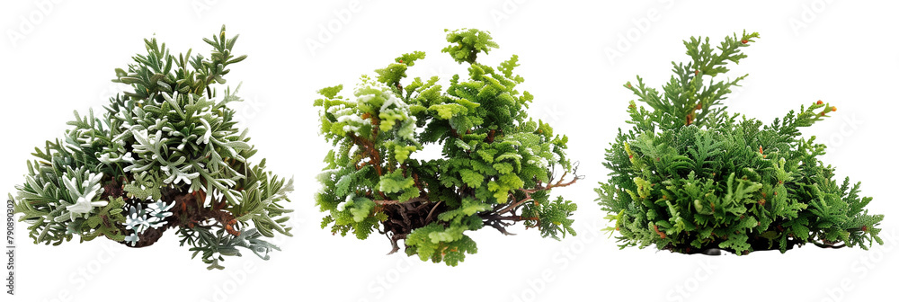 set of creeping juniper, low-growing and hardy, isolated on transparent ...