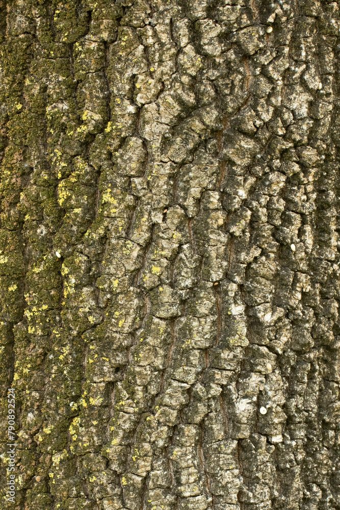 Bark texture of the box elder (Acer negundo) tree in springtime Stock ...