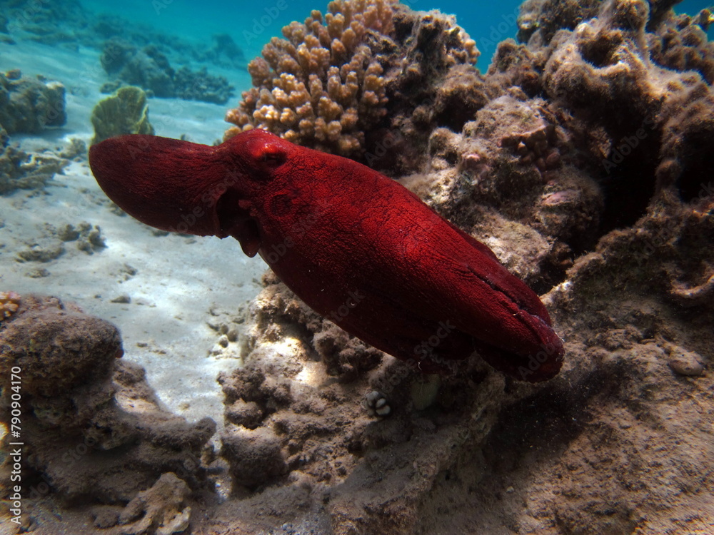 Big Blue Octopus (Octopus cyanea) Octopus. Big Blue Octopus on the Red ...