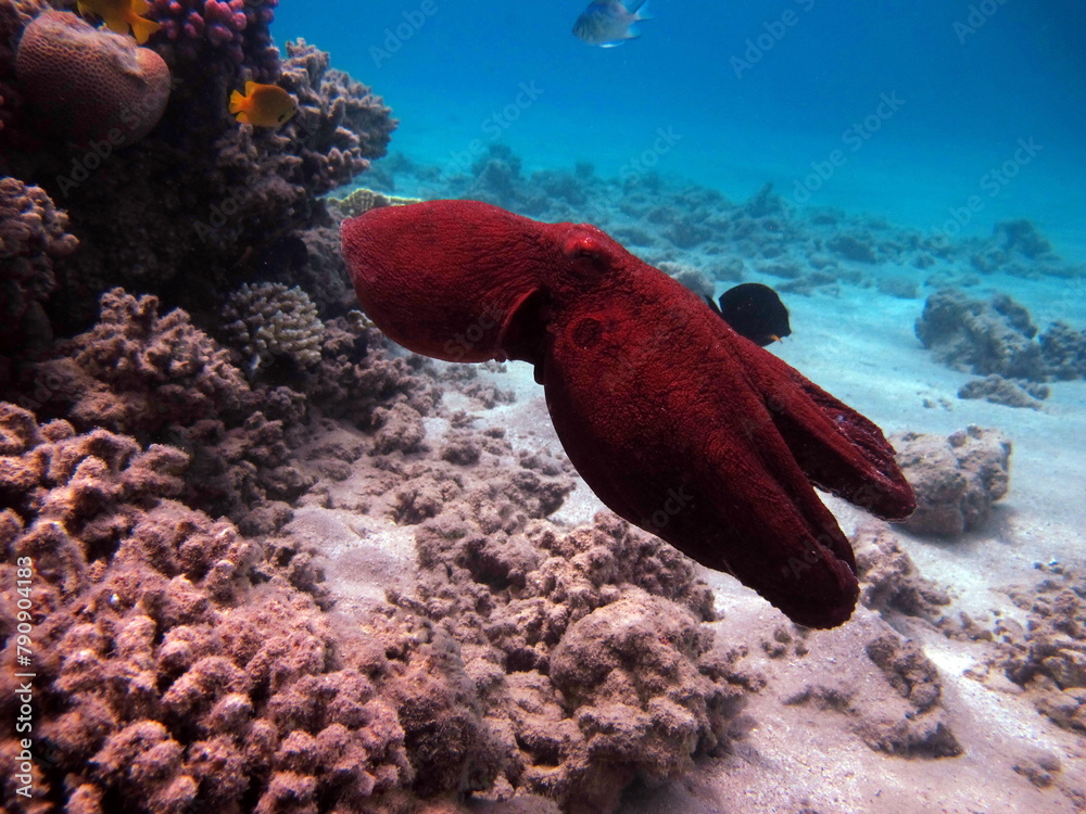Big Blue Octopus (Octopus cyanea) Octopus. Big Blue Octopus on the Red ...