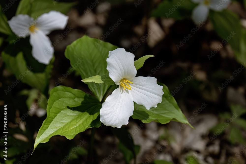 North American flower White Trillium flower (Trillium grandiflorum ...