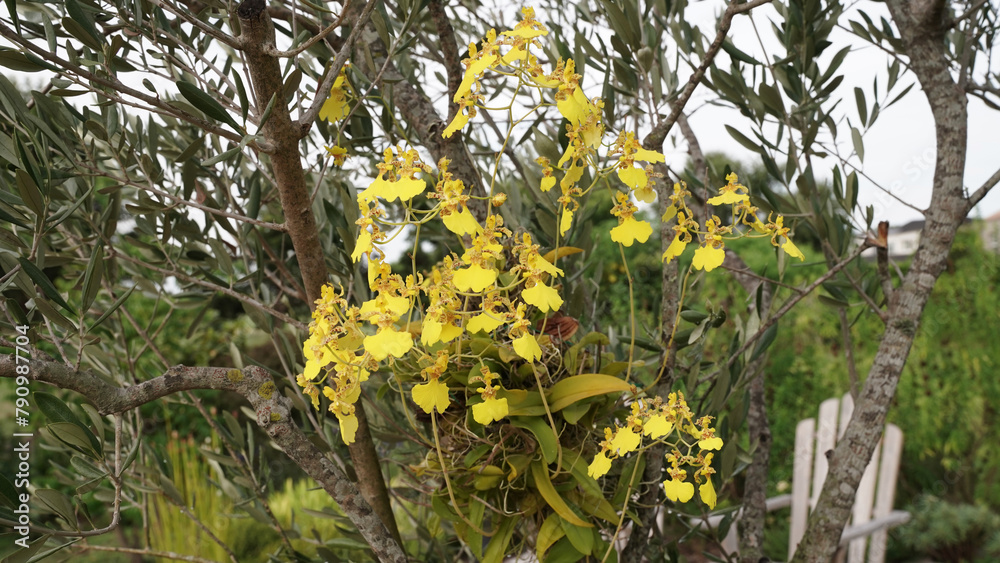 Orchids. Closeup view of an Oncidium bifolium also known as Gomesa ...