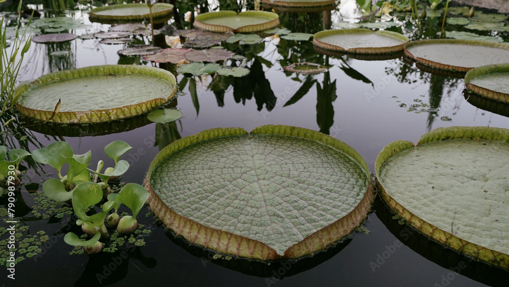 Aquatic plants. Closeup view of Victoria cruziana, also known as Irupe ...