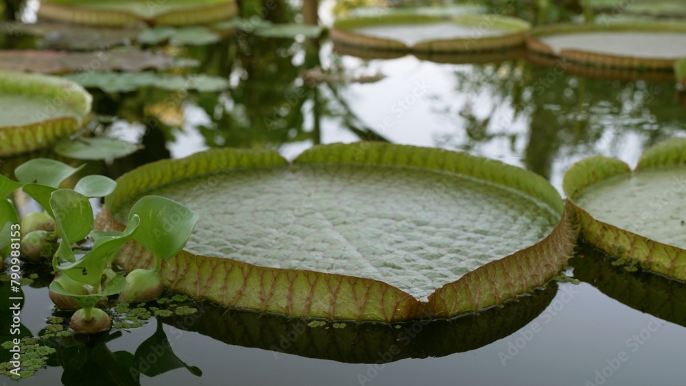 Aquatic plants. Closeup view of Victoria cruziana, also known as Irupe ...