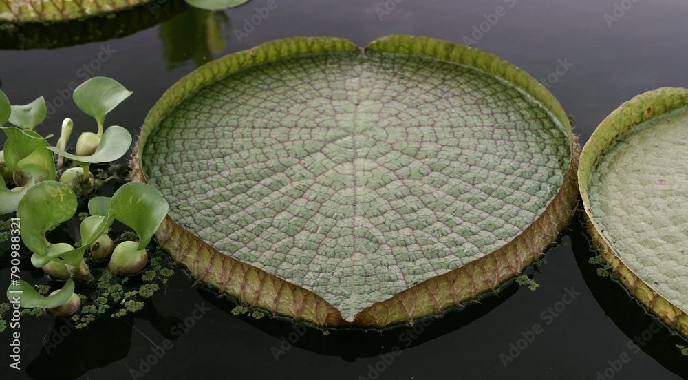 Aquatic plants. Closeup view of Victoria cruziana, also known as Irupe ...