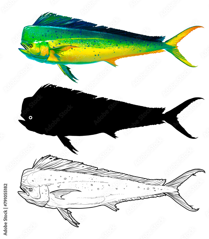 Mahi mahi Old Set or dolphin fish isolated on white. Realistic ...
