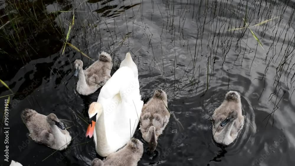 White swans with chicks. Mute swan (Cygnus olor) is swan and member of ...