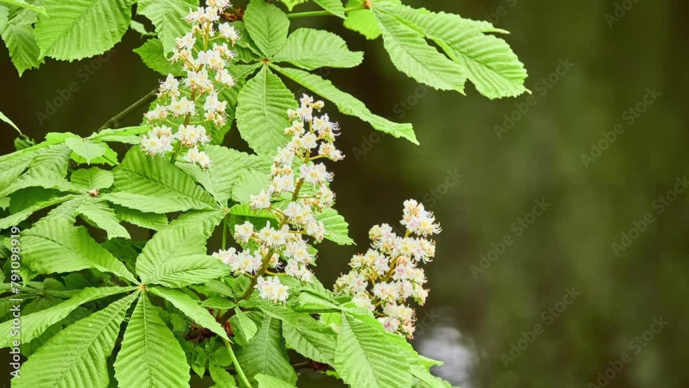 Aesculus turbinata, common name Japanese horse-chestnut (Tochinoki or ...