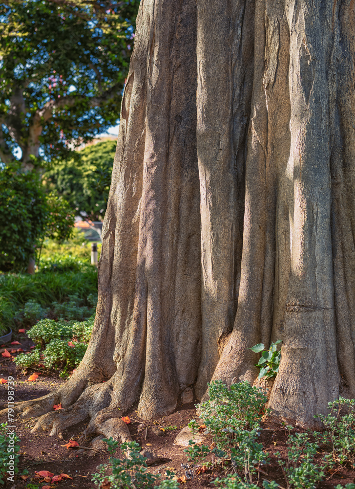 Hawaiian Banyan Tree in the Manoa Valley, Oahu, Hawaii. Stock Photo ...