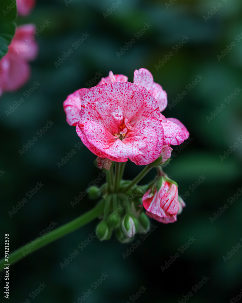 Red - white geranium flowers. Sunlight. Beautiful little flower of ...