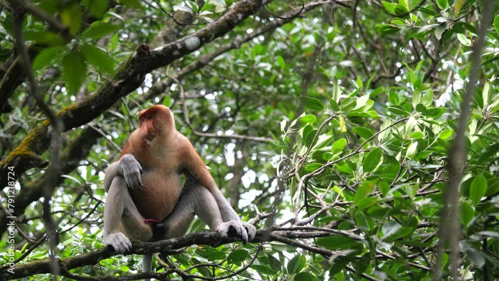 An adult male proboscis monkey (Nasalis larvatus)alpha male is enjoying ...