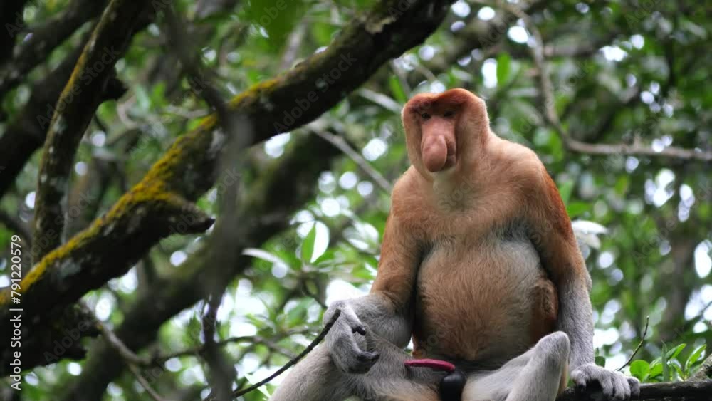 An adult male proboscis monkey (Nasalis larvatus)alpha male is enjoying ...