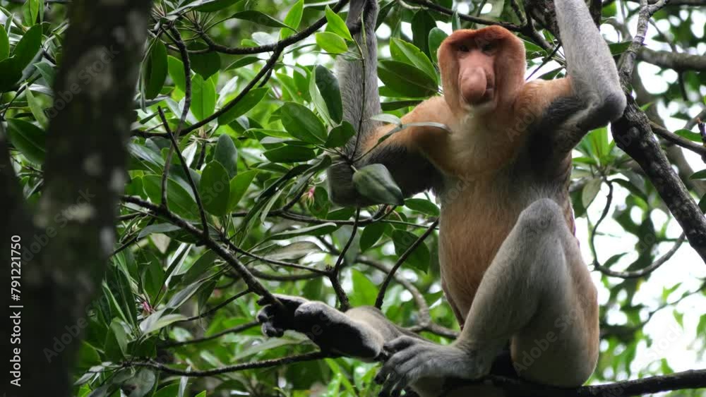 An adult male proboscis monkey (Nasalis larvatus)alpha male is enjoying ...