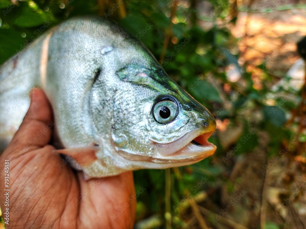 large Big bronze featherback fish in nice green blur nature background ...