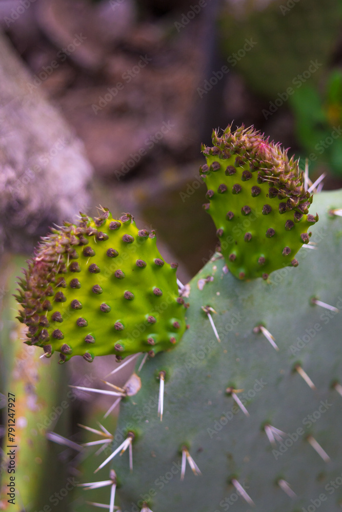 cactus, opuntia, leaf, thorn, prickly pear, prickly, pear, flower ...