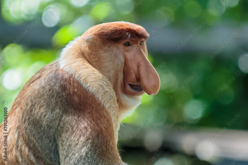 The proboscis monkey (Nasalis larvatus) or long-nosed monkey is a ...