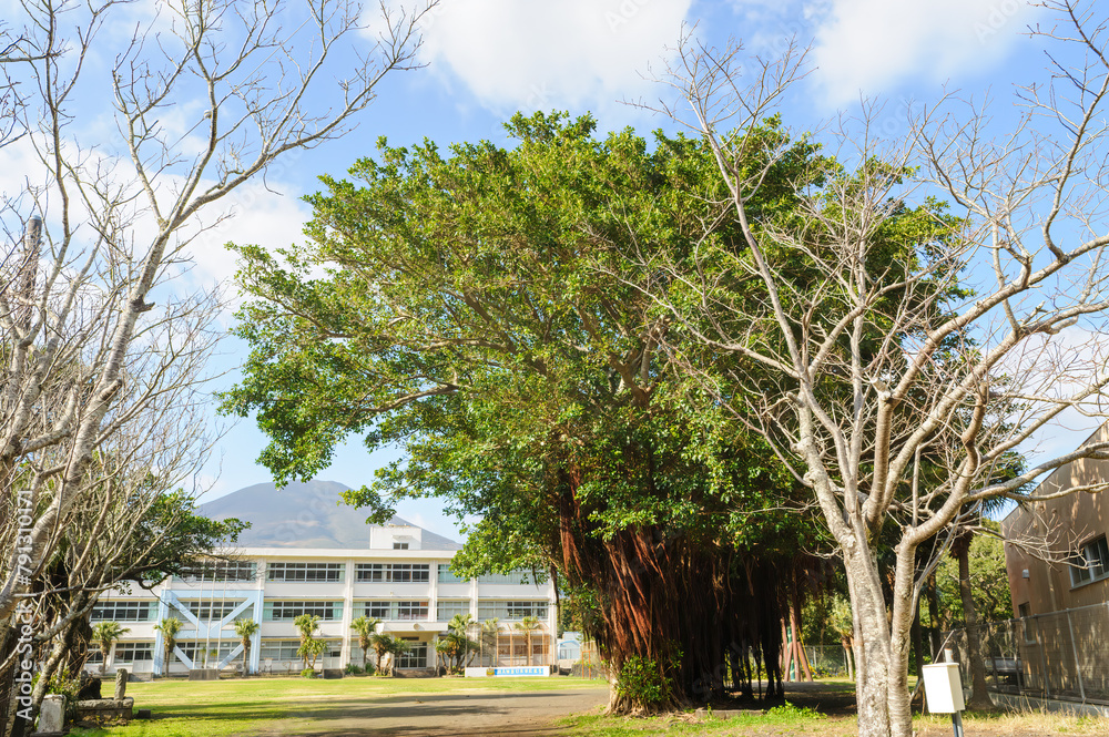A huge banyan tree grows at the school gate. Hachijojima, a large ...