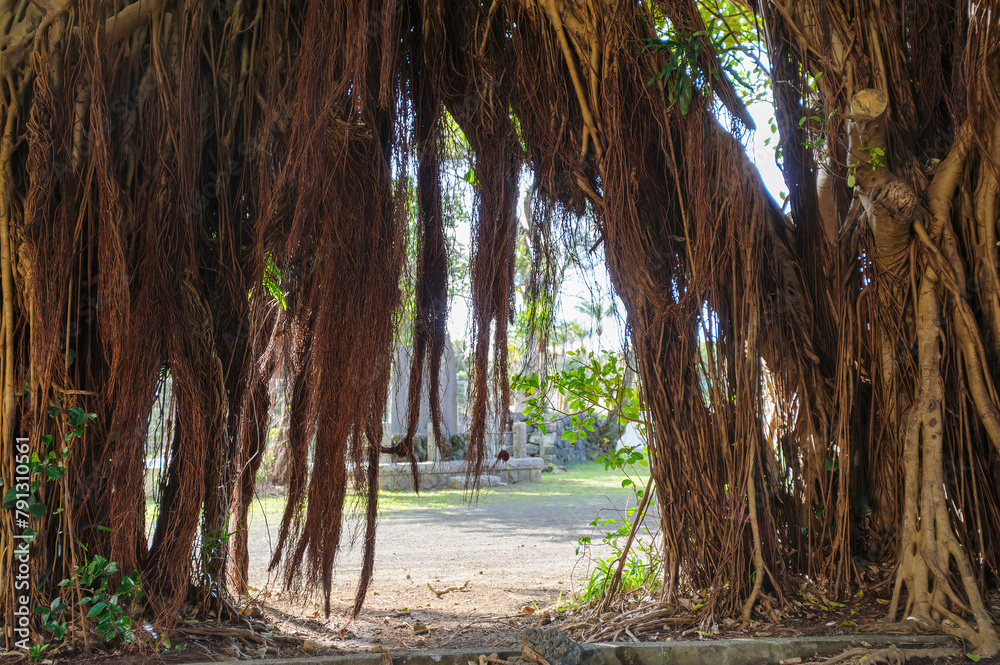 A huge banyan tree grows at the school gate. Hachijojima, a large ...