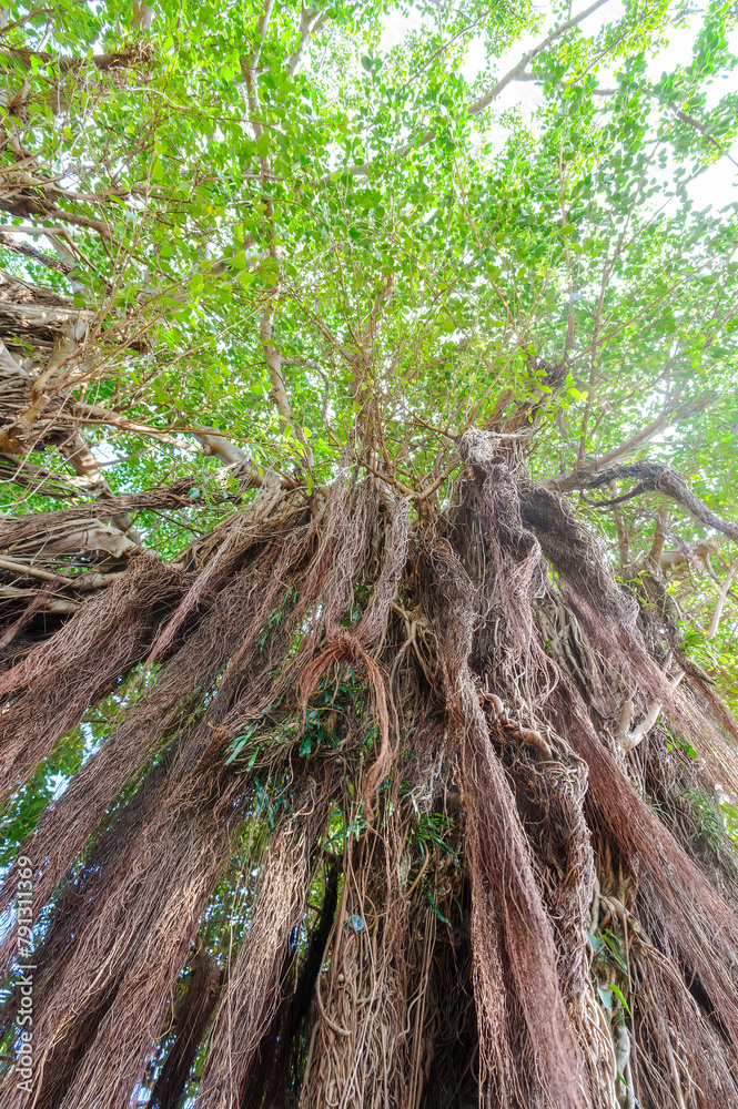 A huge banyan tree grows at the school gate. Hachijojima, a large ...