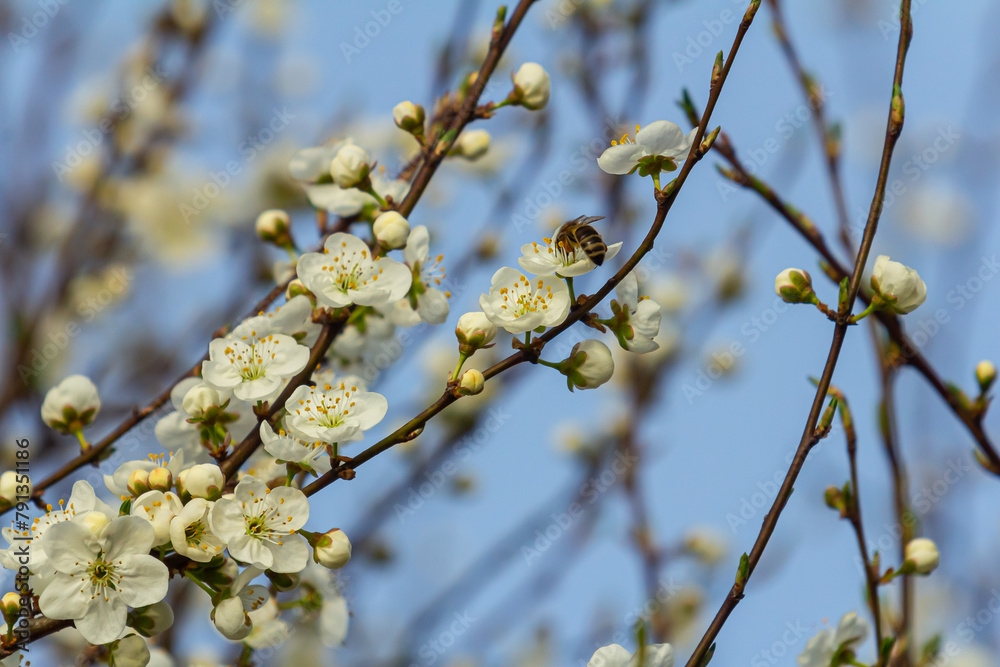 Prunus Cerasifera Blooming white plum tree. White flowers of Prunus ...