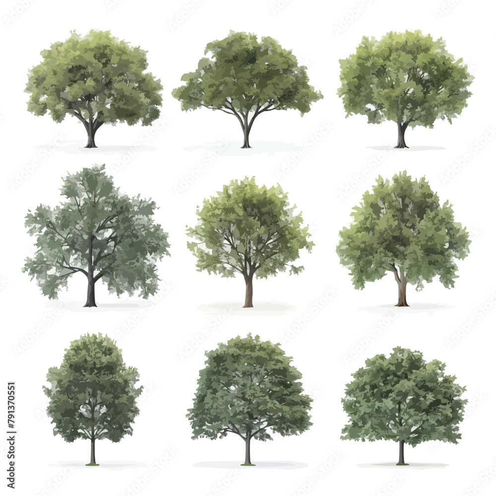 Collection of realistic tree isolated on white background. Natural ...