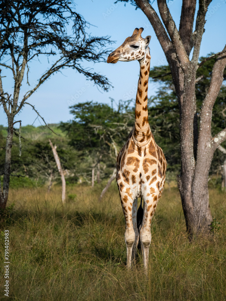 Female giraffe (Giraffa camelopardalis rothschildi) in Mburo National ...