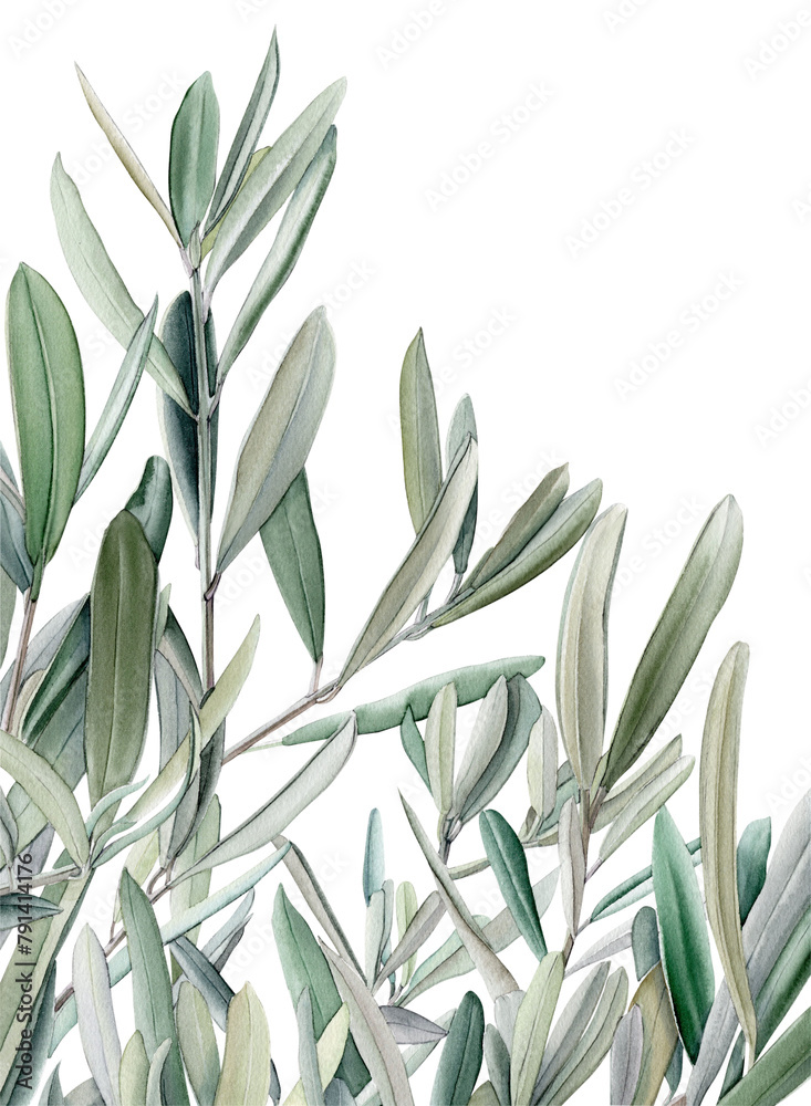 Watercolor olive branch, Watercolor olive leaves, Transparent ...