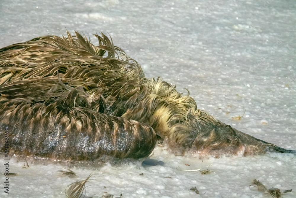 Trap Lake. Salted mummy. This seagull got into the salt of hypersaline ...