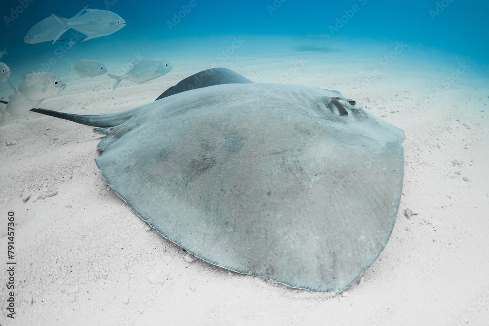 Stingray swims on sandy sea bottom. Sting ray fish in tropical sea ...