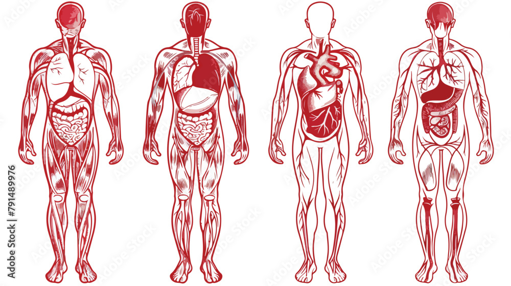 Cardiovascular system in human body silhouette. Heart Stock Vector ...