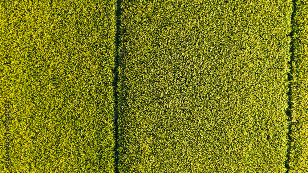 Green Rice field ecological with farmer in Rizal Philippine Stock Photo ...