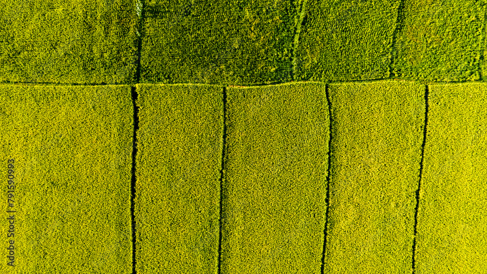 Green Rice field ecological with farmer in Rizal Philippine Stock Photo ...