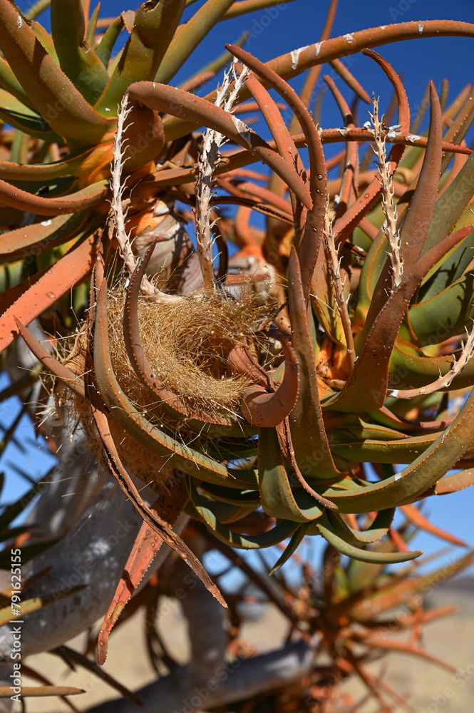 Quiver tree leaves with remains of a bird's nest Stock Photo | Adobe Stock