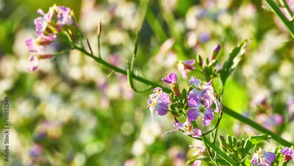 Radish flowers are petite blooms consisting of four petals forming the ...