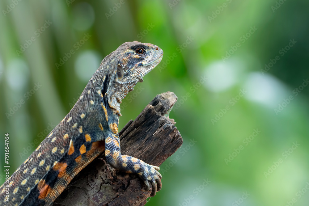 Butterfly agama (leiolepis belliana) out of the underground hole ...