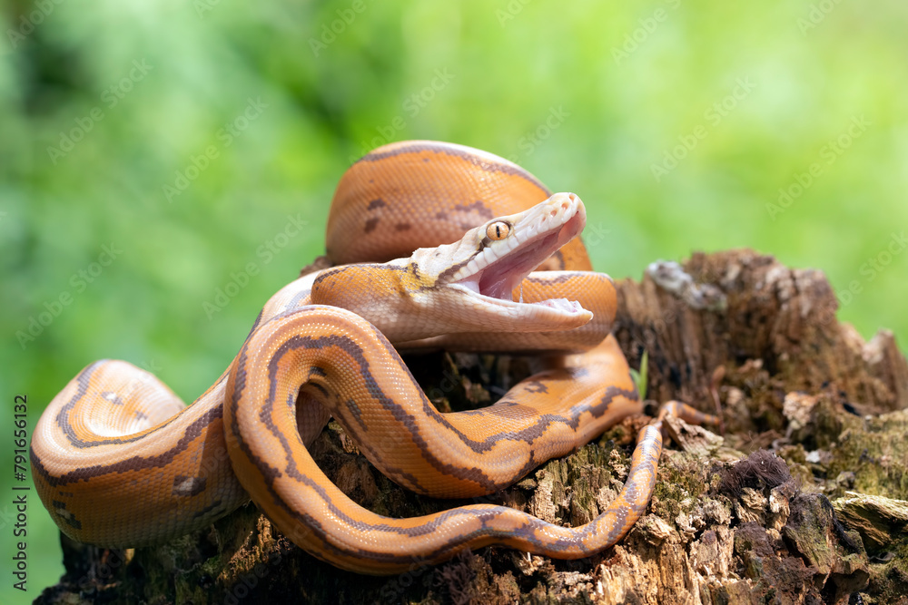 Reticulatus python morph albino motley orange glow, Reticulatus python ...