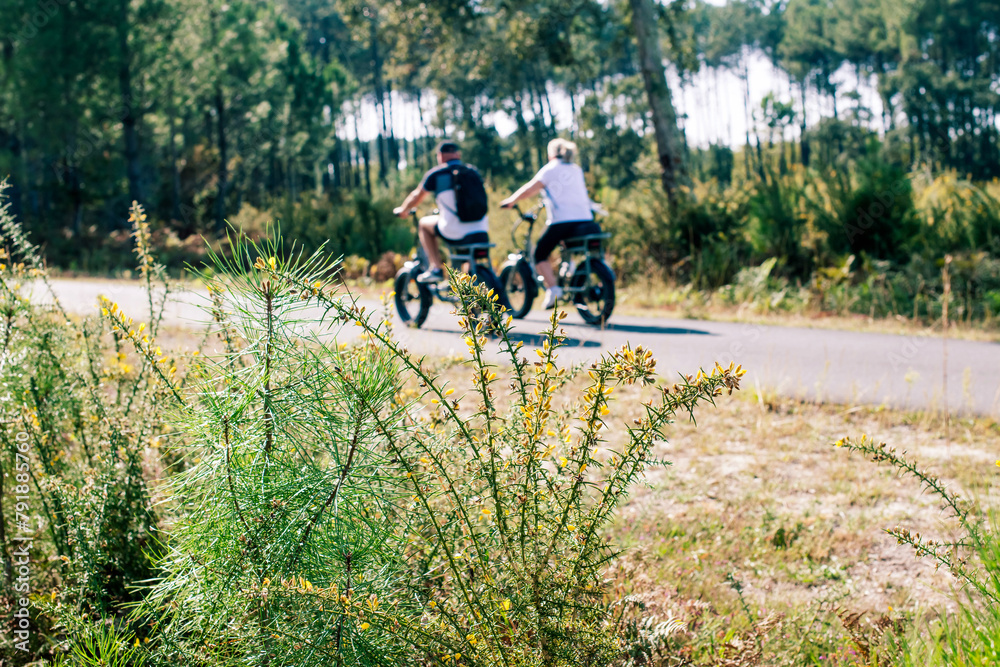 Cyclist riding on the cycle paths in the forests of Nouvelles Aquitaine ...