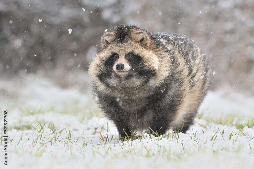 Raccoon dog common winter snow Nyctereutes procyonoides meadow Chinese ...