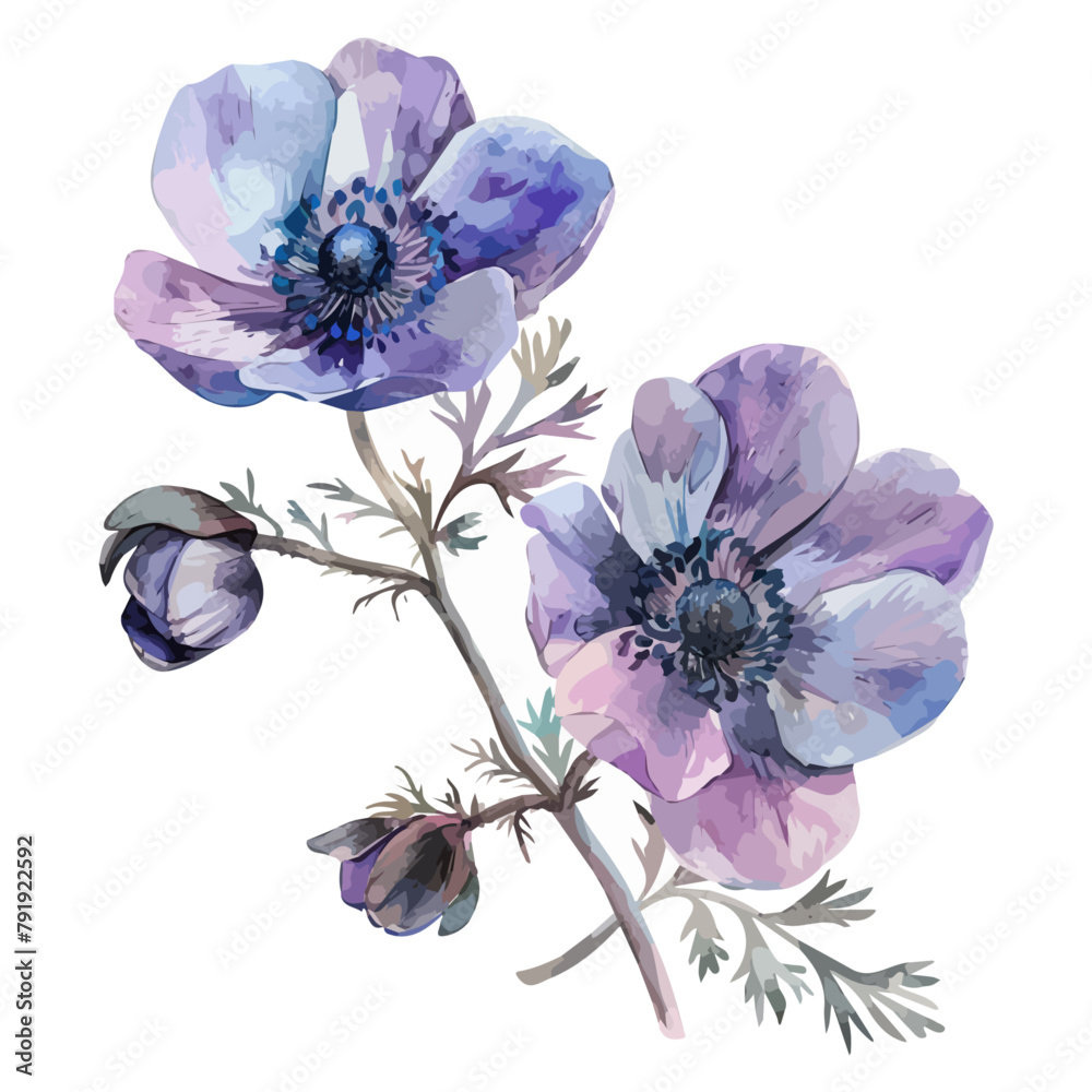 Watercolor painting of anemone flower, isolated on a white background ...