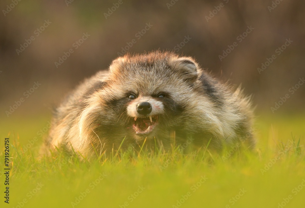 Raccoon dog common Nyctereutes procyonoides meadow Chinese Asian field ...
