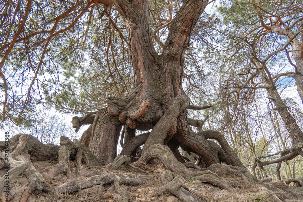 Many twisted roots of old tree. Large trunk of fantasy plant growth in ...