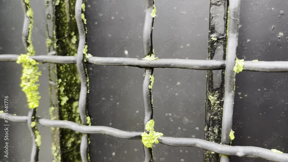 Steel surface covered with green lichen, reproduction of fungal ...