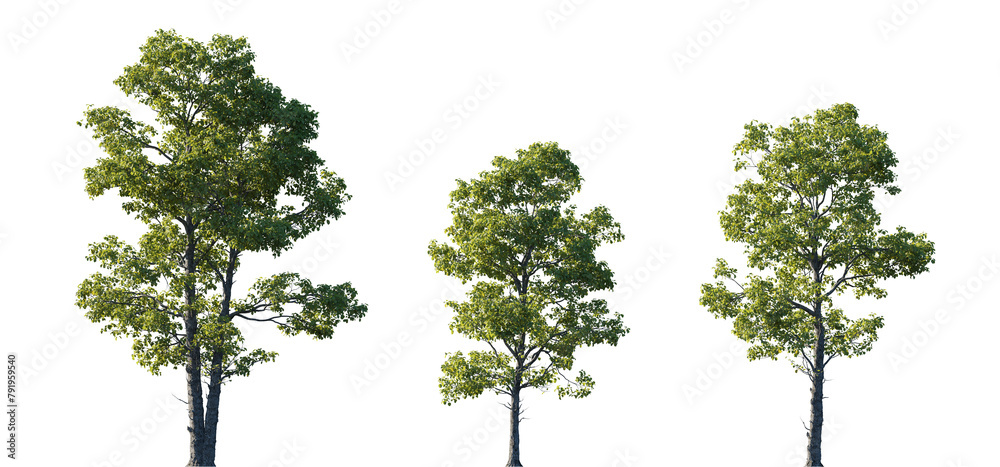 Cotinus obovatus frontal set trees (American Smoketree, Chittamwood ...