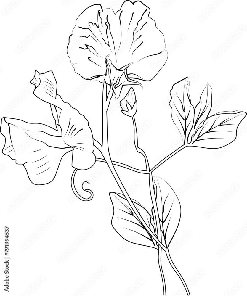 April birth flower line drawing, tattoo April birth flower line drawing ...