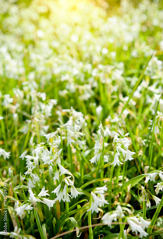 Allium triquetrum L. is a plant of the Amaryllidaceae family ...