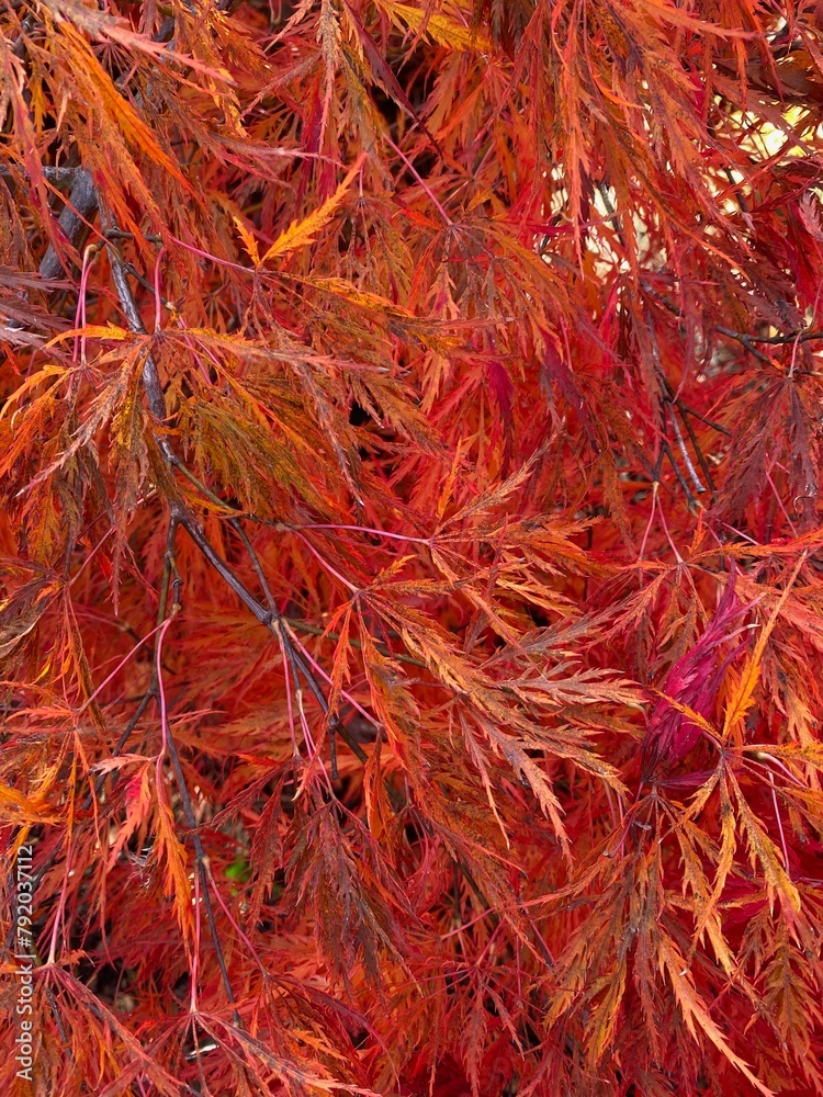Vivid red, orange, and yellow dissected foliage of weeping Acer ...