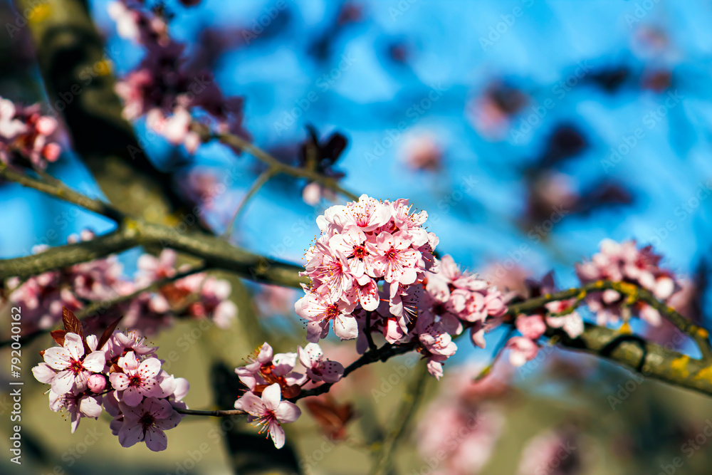 Pretty Branch of an Ornamental Landscaping Bush or Tree with Pink ...