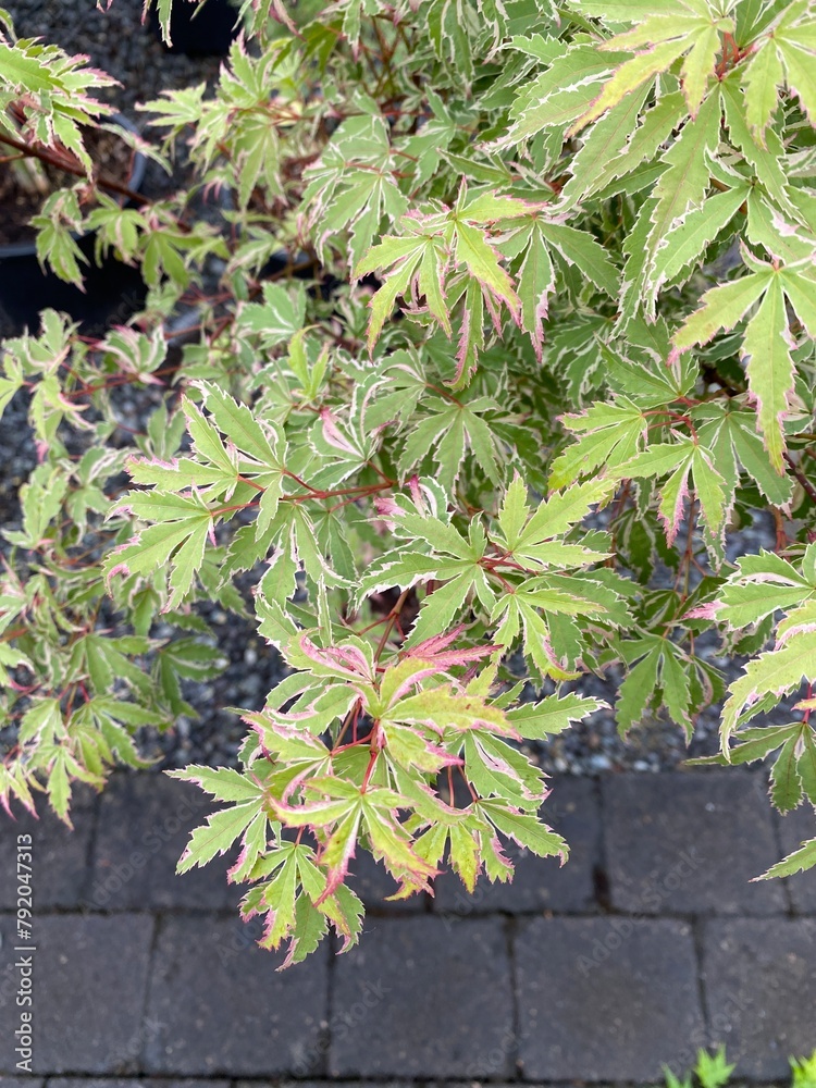 Variegated leaves of Acer palmatum 'Butterfly' Japanese maple tree in ...