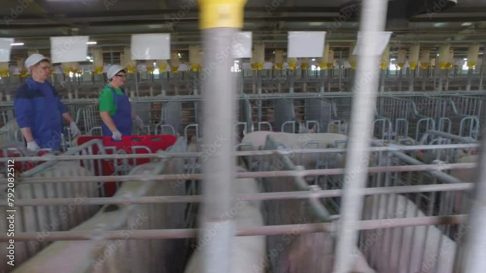 Farmers With Red Blocks Lead Sow Pig Into Gestation Crate At Livestock ...