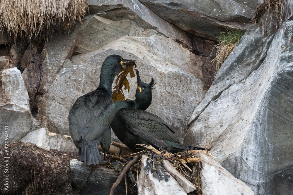 Bird (European shag, cormorant, Phalacrocorax aristotelis), male ...